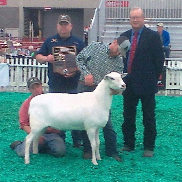 2021 NAILE Katahdin Show Results by Katahdin Hair Sheep International